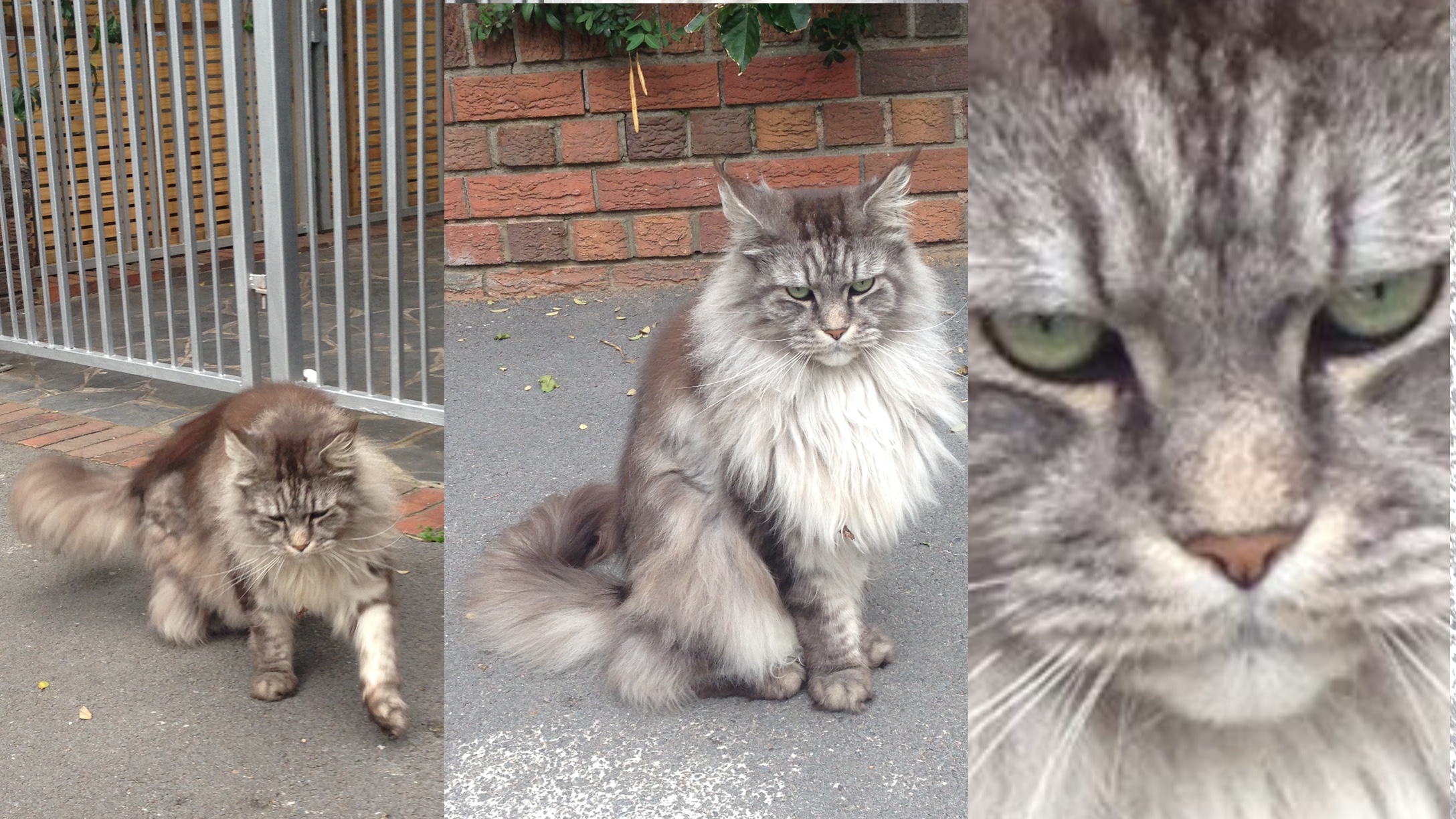 Look at this Fine Cat – Popula