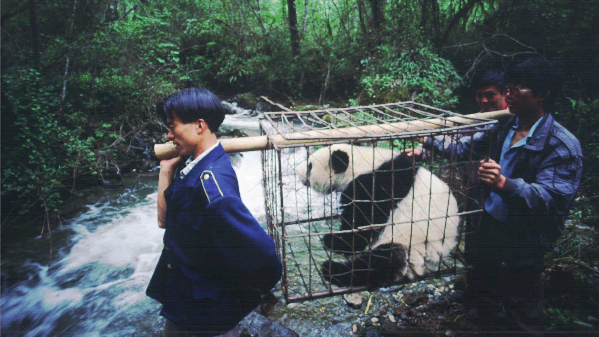 Panda Protection – Popula
