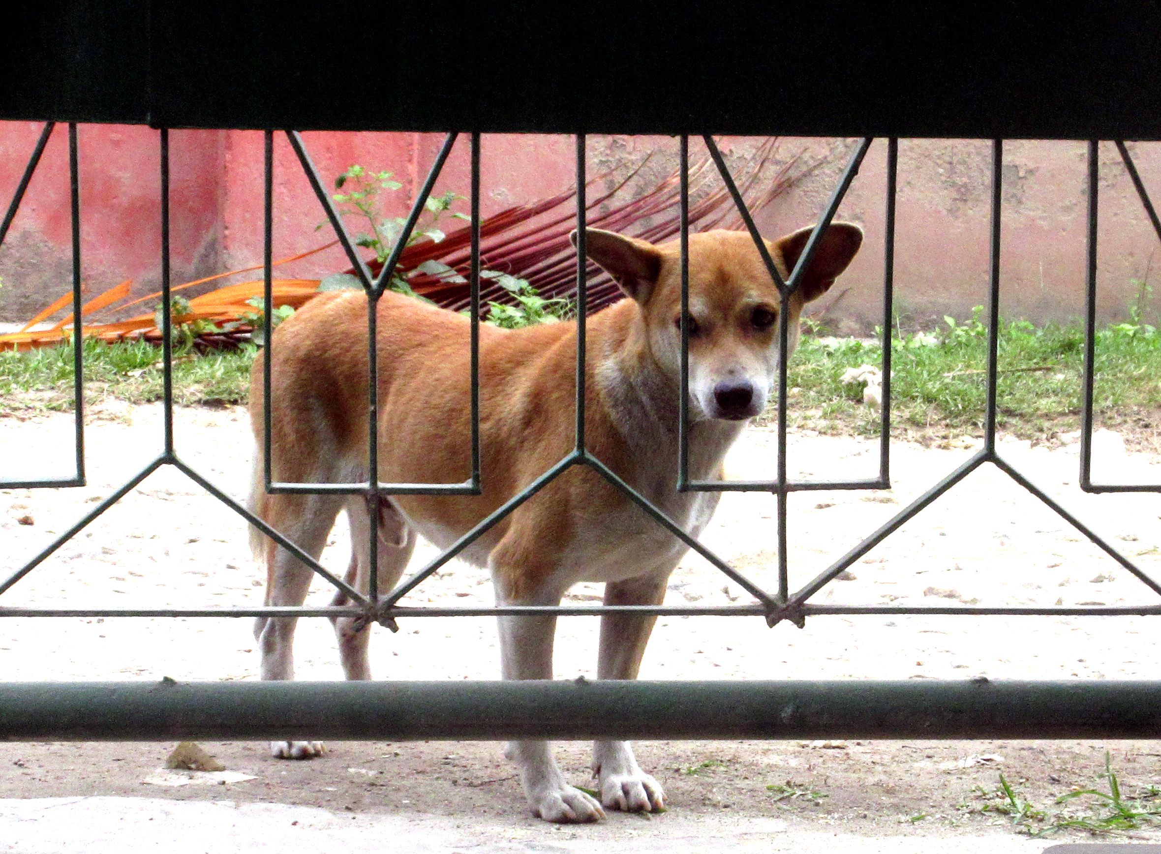 Bholu is my only friend currently – Popula