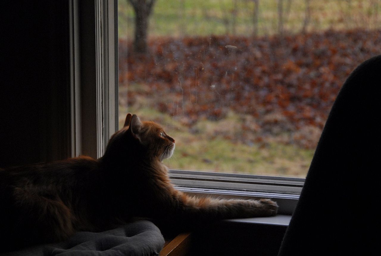 Jack Pendarvis’s Moby-Dick – Popula