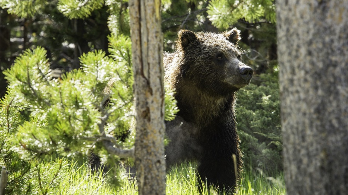 Jack Pendarvis’s Moby-Dick – Popula