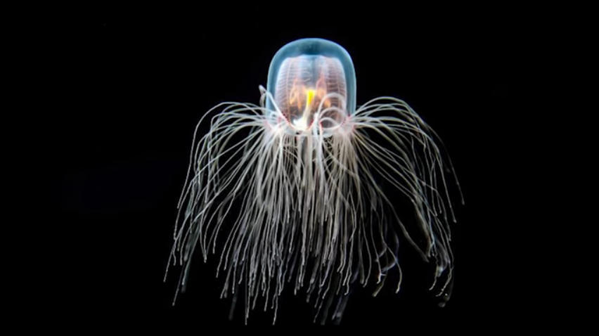 Jack Pendarvis’s Moby-Dick – Popula