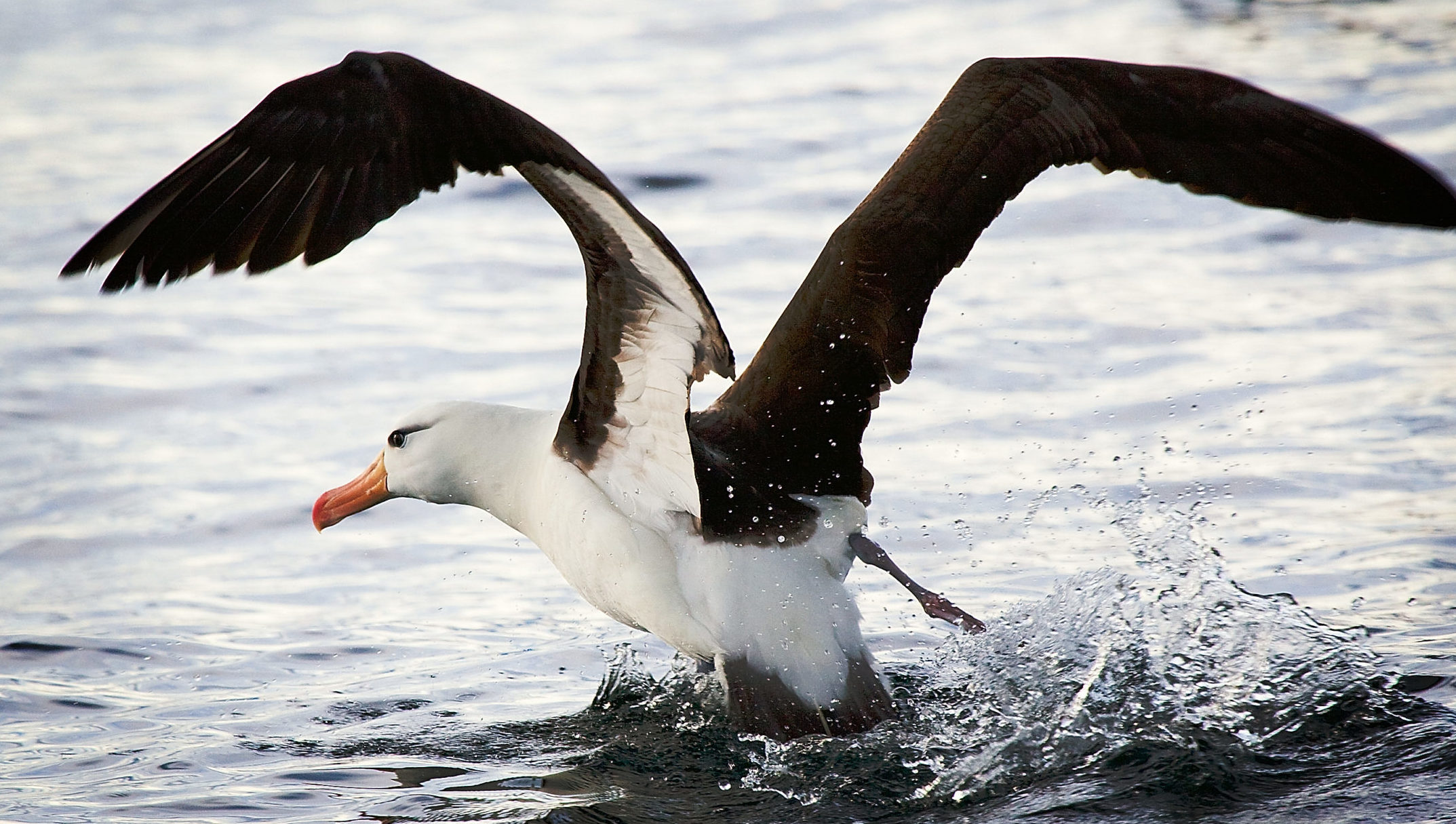 Jack Pendarvis’s Moby-Dick – Popula