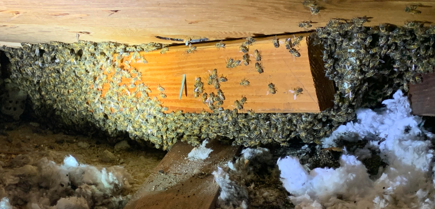 BEES! Moved to More Habitable Locale – Popula