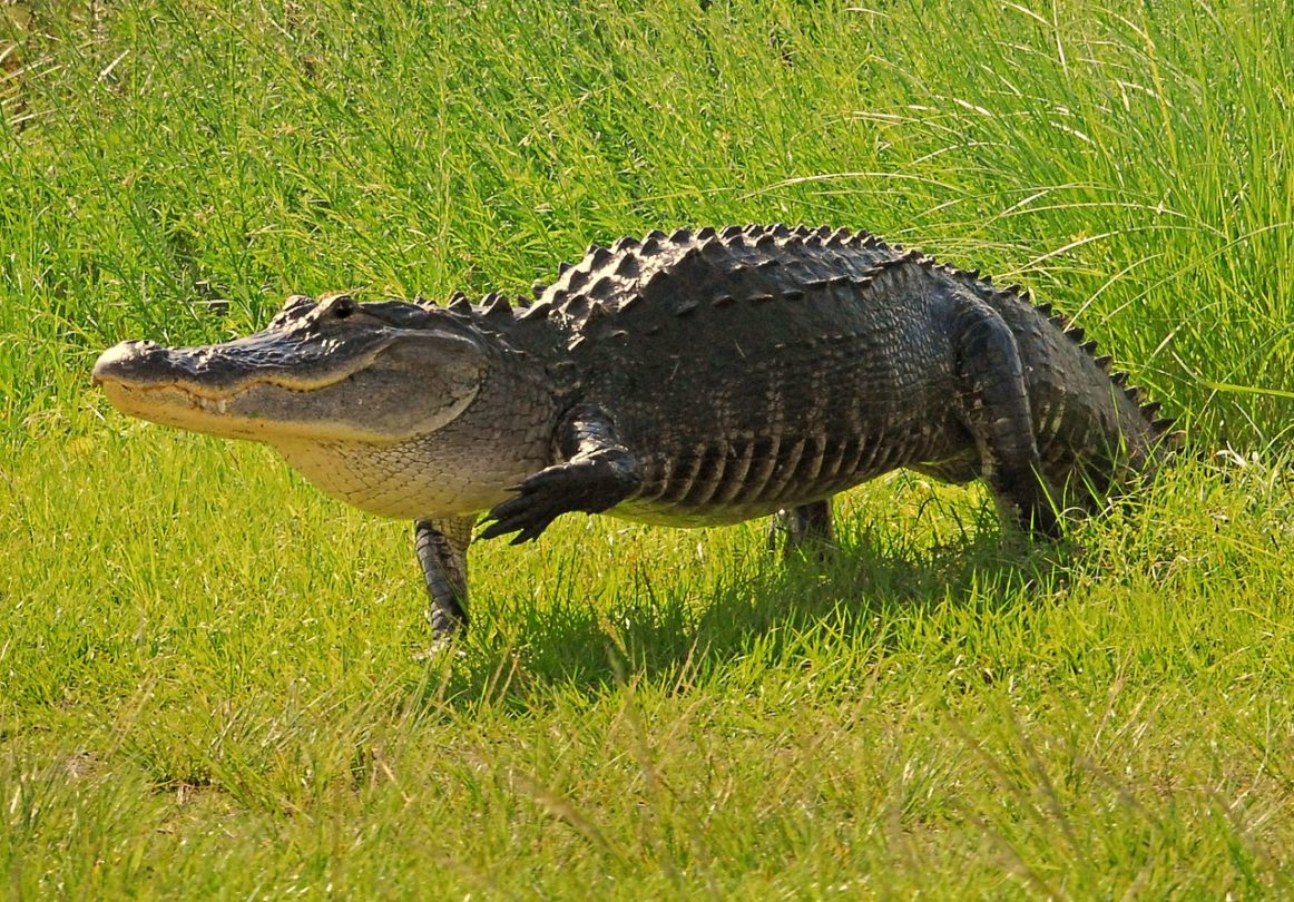 The Celebration Gator Popula